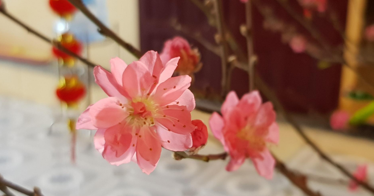 Best Flower Meanings Across Different Cultures | Floral Art UAE